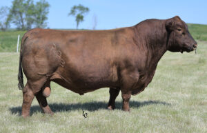 Bieber Spartacus A193 - Select Sires Beef