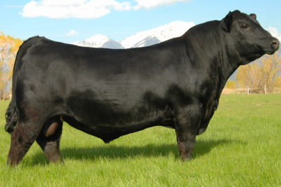 Angus - Page 4 of 4 - Select Sires Beef