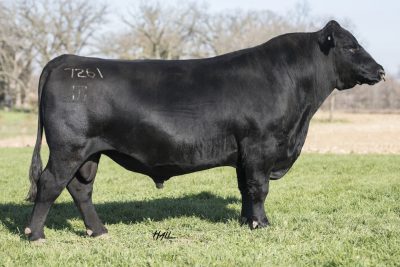 Angus - Page 5 of 5 - Select Sires Beef