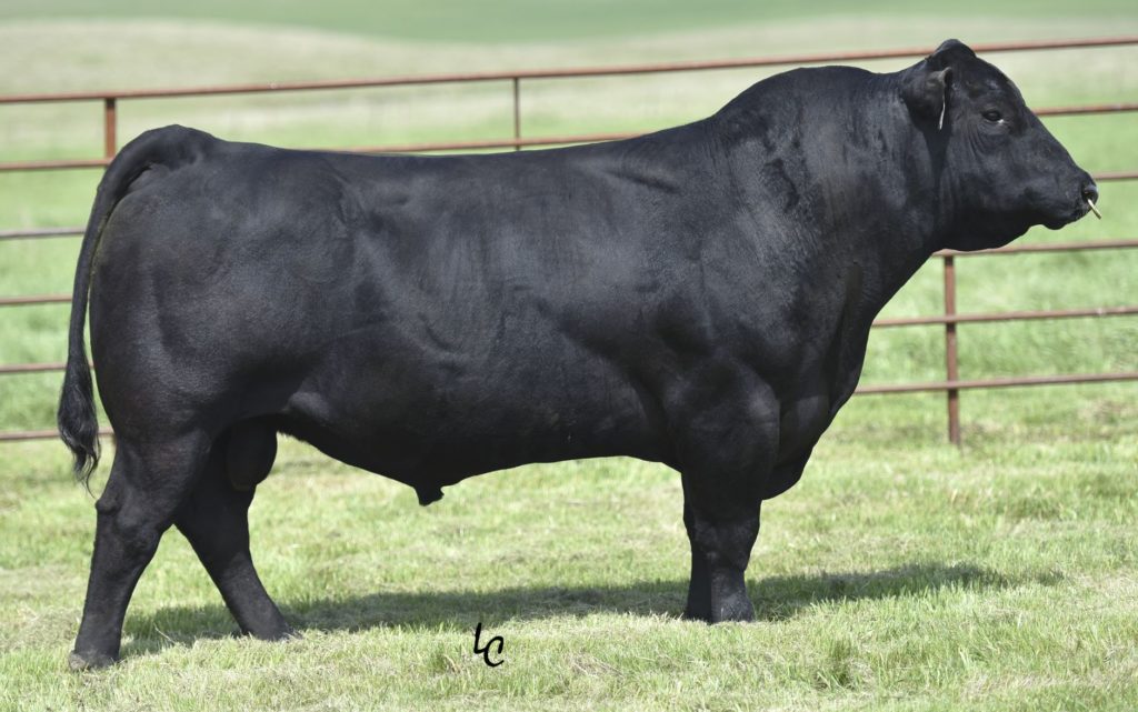 CTS Remedy 1T01 - Select Sires Beef