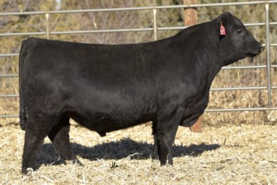 Angus - Select Sires Beef