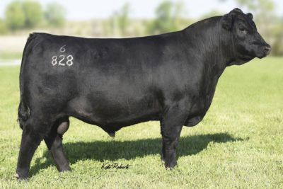 Angus - Select Sires Beef