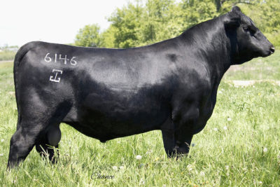 Angus - Select Sires Beef
