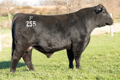 Angus - Select Sires Beef