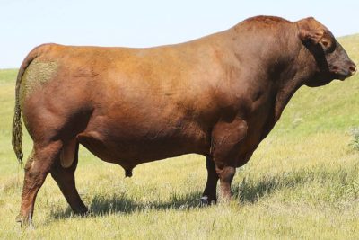 Red Angus - Select Sires Beef