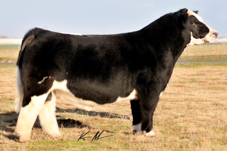 Club Calf Select Sires Beef