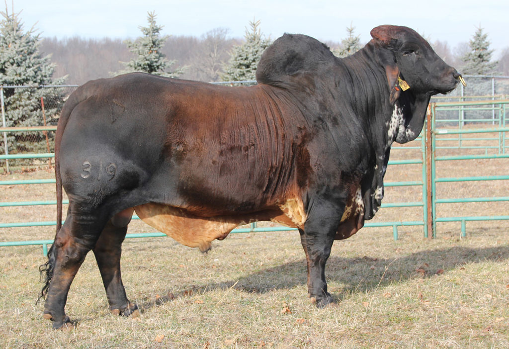 MR Broken Triangle 319 - Select Sires Beef
