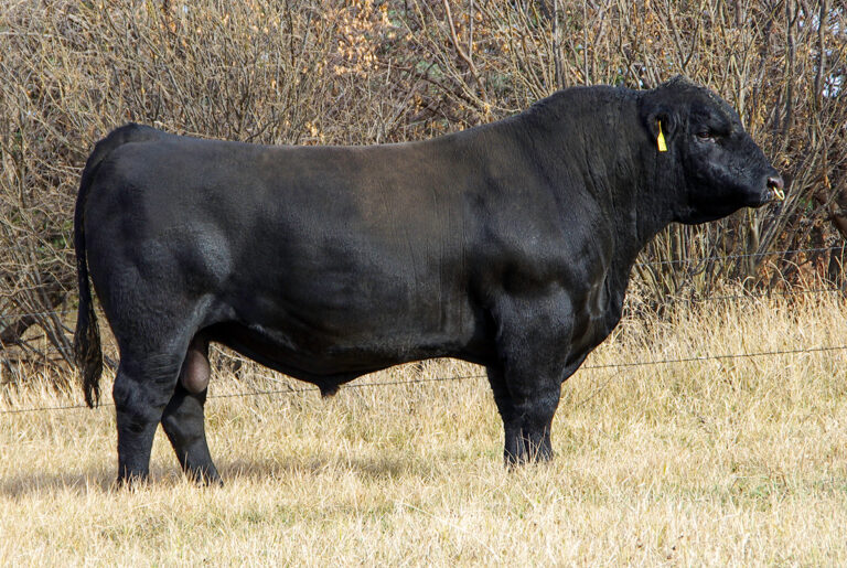 Simmental - Select Sires Beef