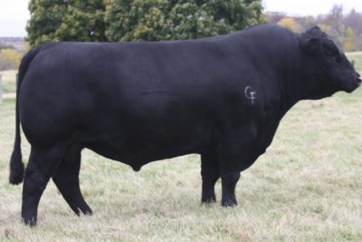 SimAngus - Select Sires Beef