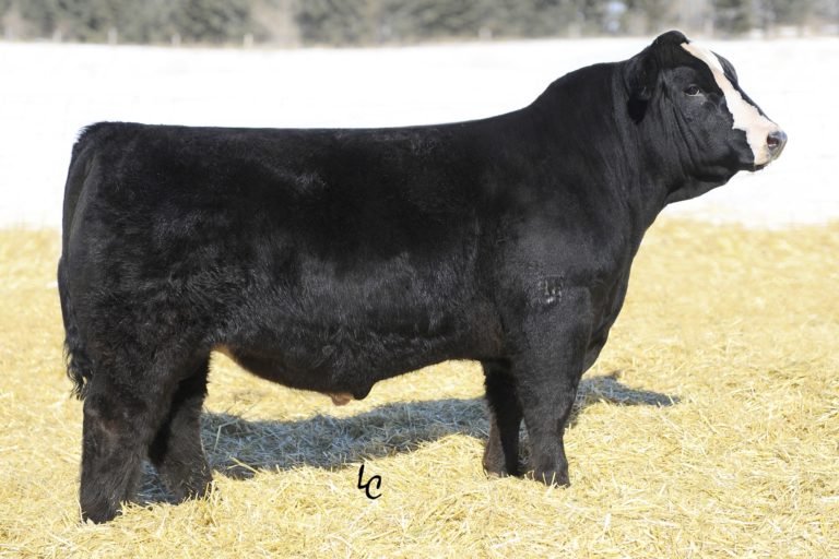 SimAngus - Select Sires Beef