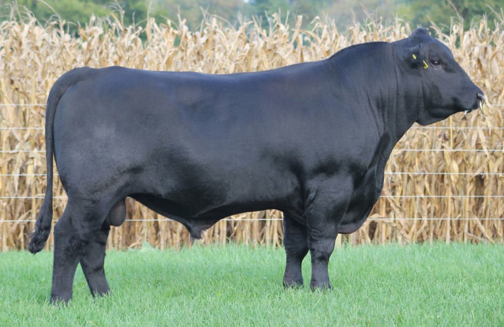 LMF Madison B752 - Select Sires Beef