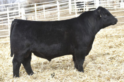 SimAngus - Select Sires Beef