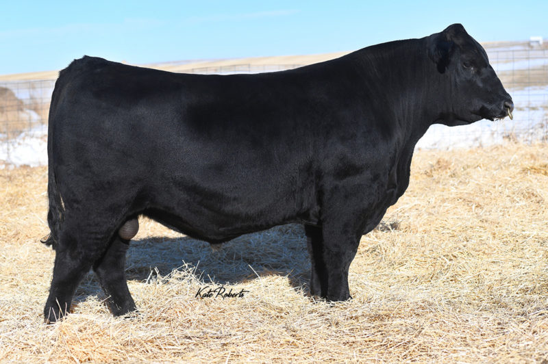 Simmental - Select Sires Beef