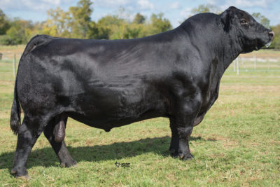 Angus - Page 5 of 5 - Select Sires Beef