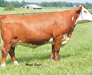 Hereford - Select Sires Beef