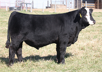 SimAngus - Select Sires Beef