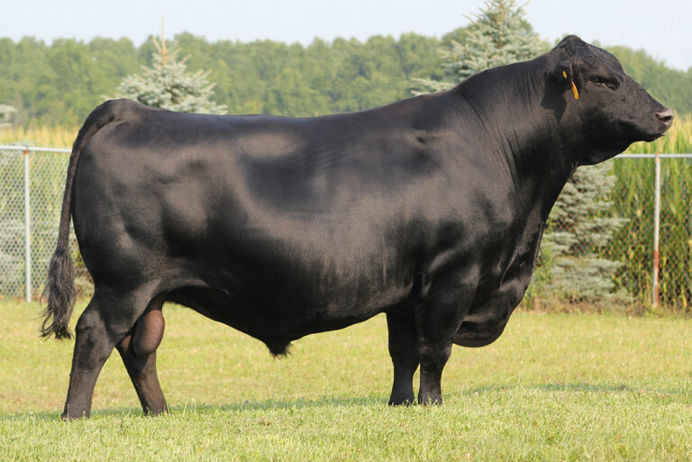 Angus - Page 2 of 5 - Select Sires Beef
