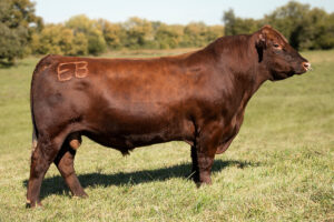 SimAngus - Select Sires Beef