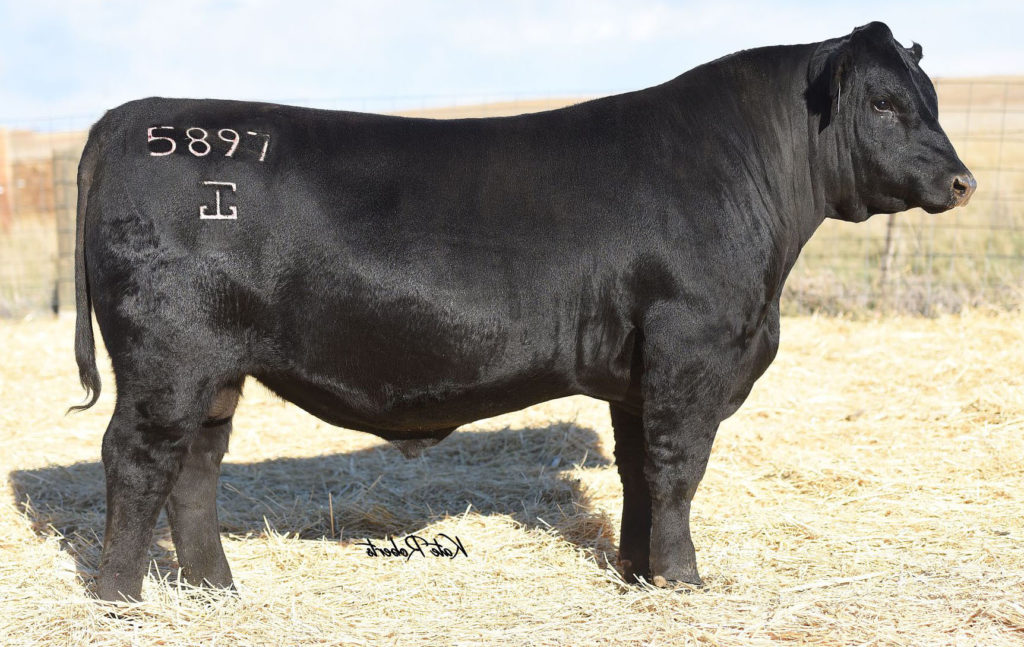 G A R Combustion - Select Sires Beef