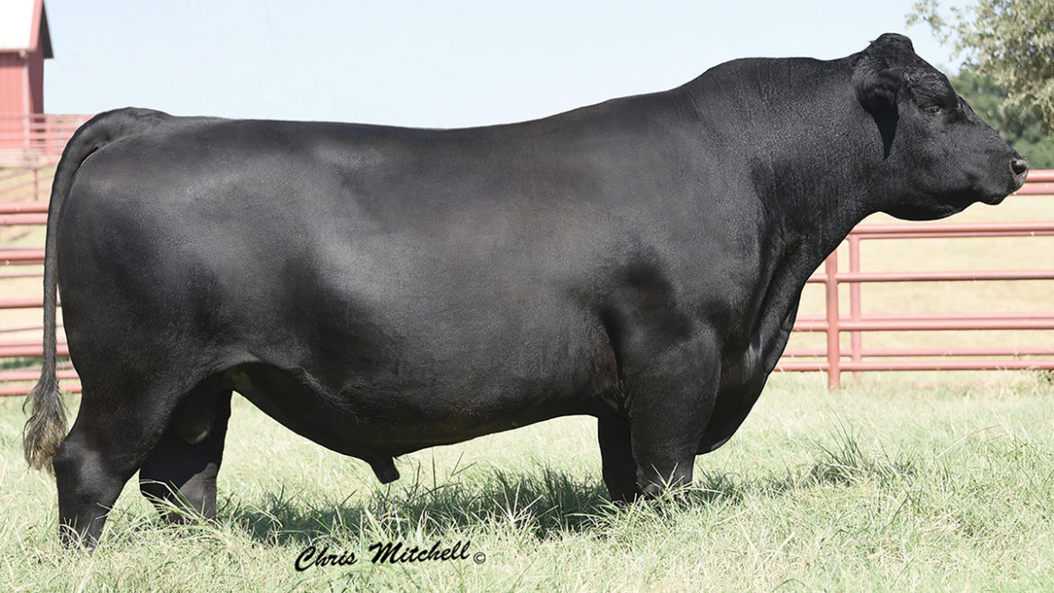 Select Sires Beef