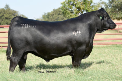 Angus - Select Sires Beef