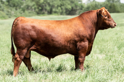 Red Angus - Select Sires Beef