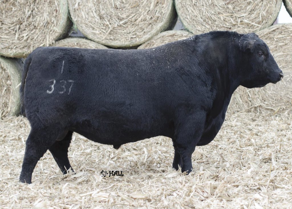 Connealy Guinness - Select Sires Beef