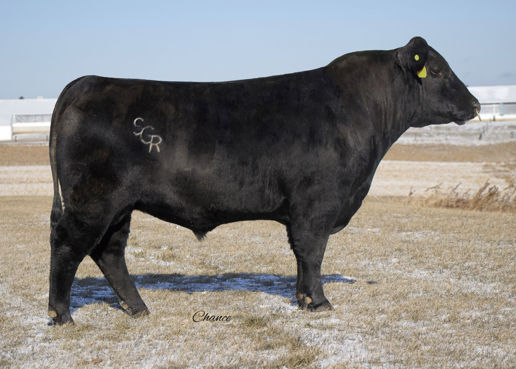 Spring Grove Holmes 6126 - Select Sires Beef