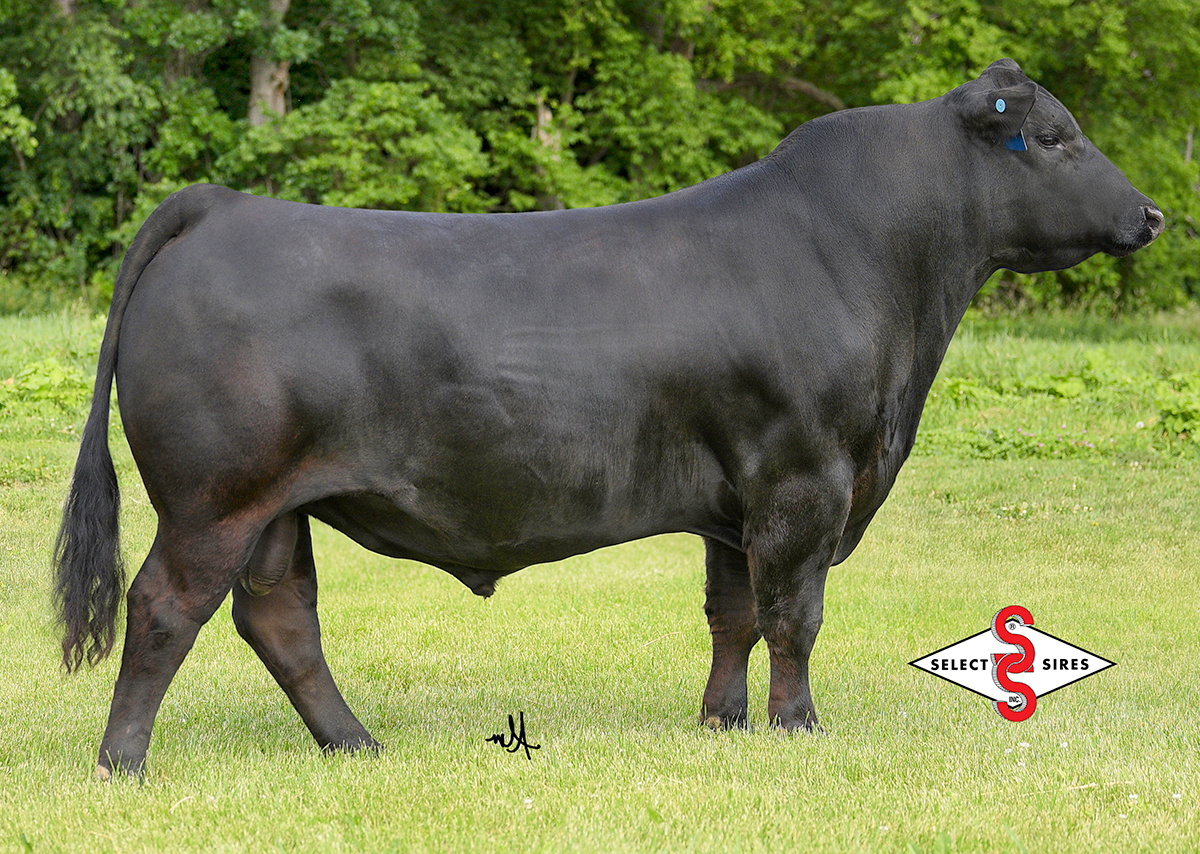 SAT Wolverine 916 - Select Sires Beef