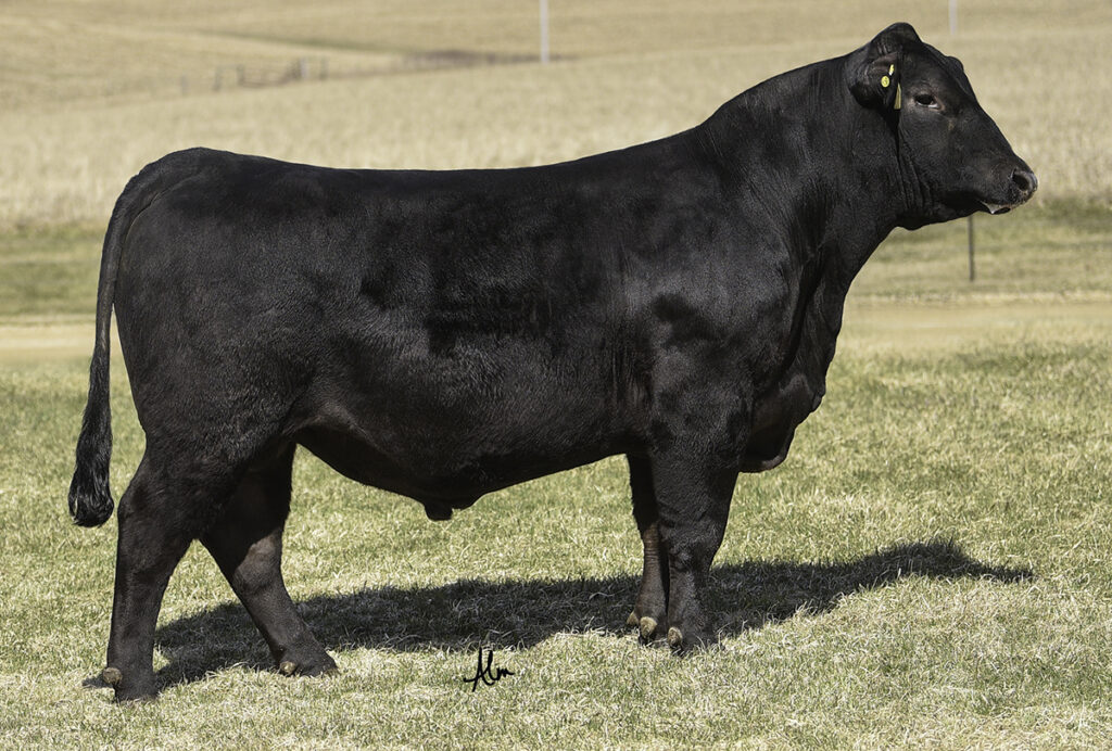 E W A Teddy 0100 - Select Sires Beef