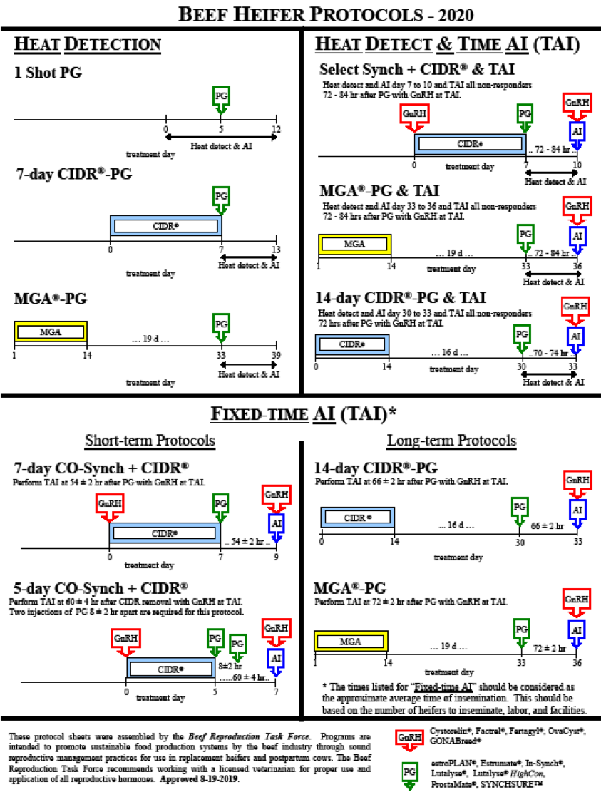 Beef Heifer Synch Protocols - Select Sires Beef