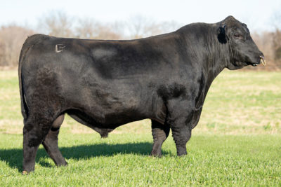 Angus - Select Sires Beef