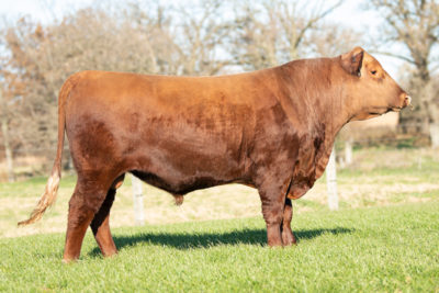 Red Angus - Select Sires Beef
