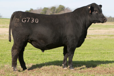 Angus - Select Sires Beef