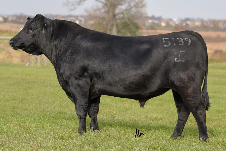 Angus - Select Sires Beef
