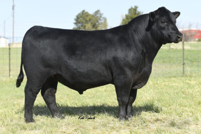 Angus - Select Sires Beef