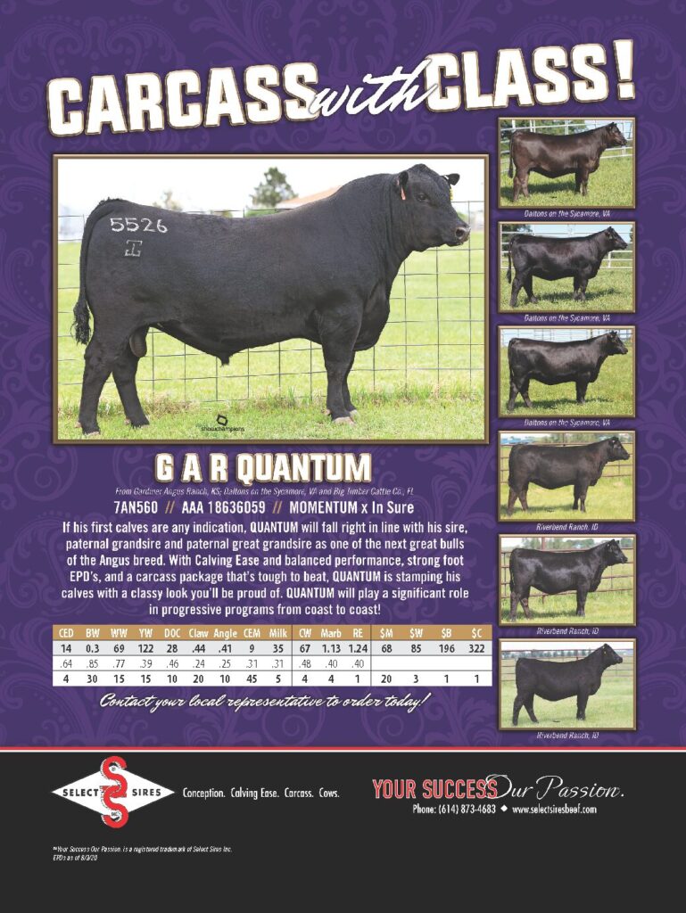 Flyers - Select Sires Beef