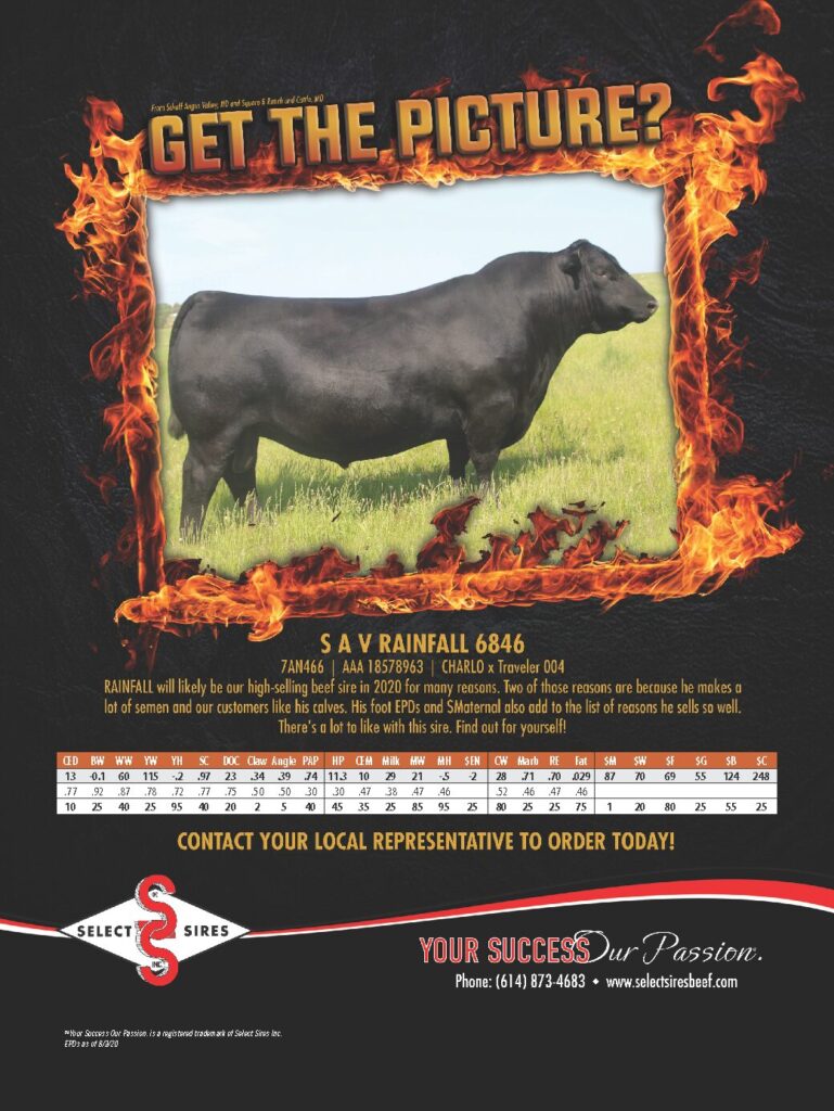 Flyers - Select Sires Beef