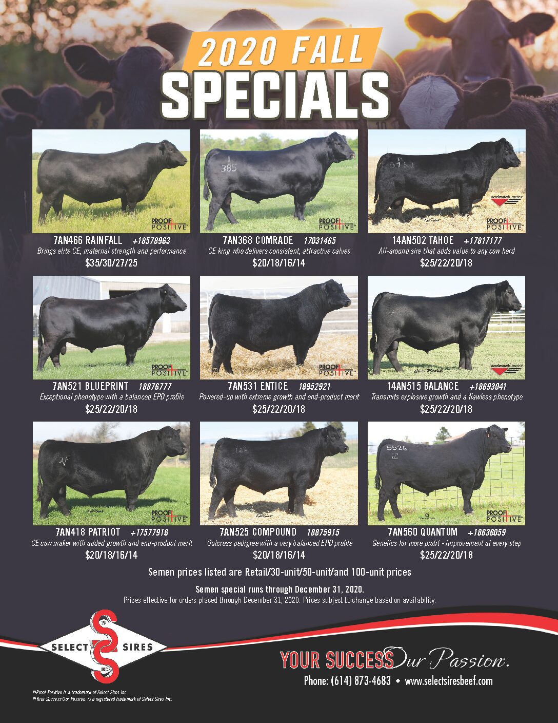 Flyers - Select Sires Beef