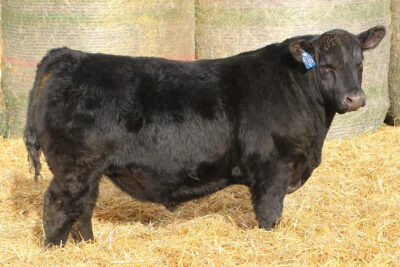 Angus - Select Sires Beef