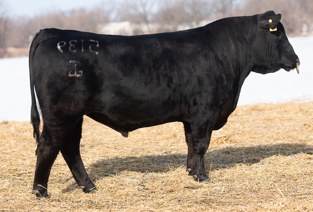 G A R Transcendent - Select Sires Beef