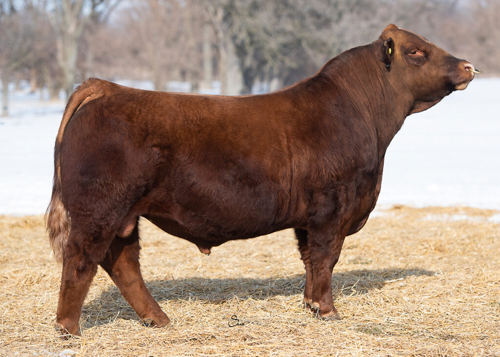 SAS Copperhead G354 - Select Sires Beef