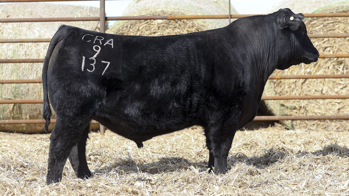 best angus bull 2018