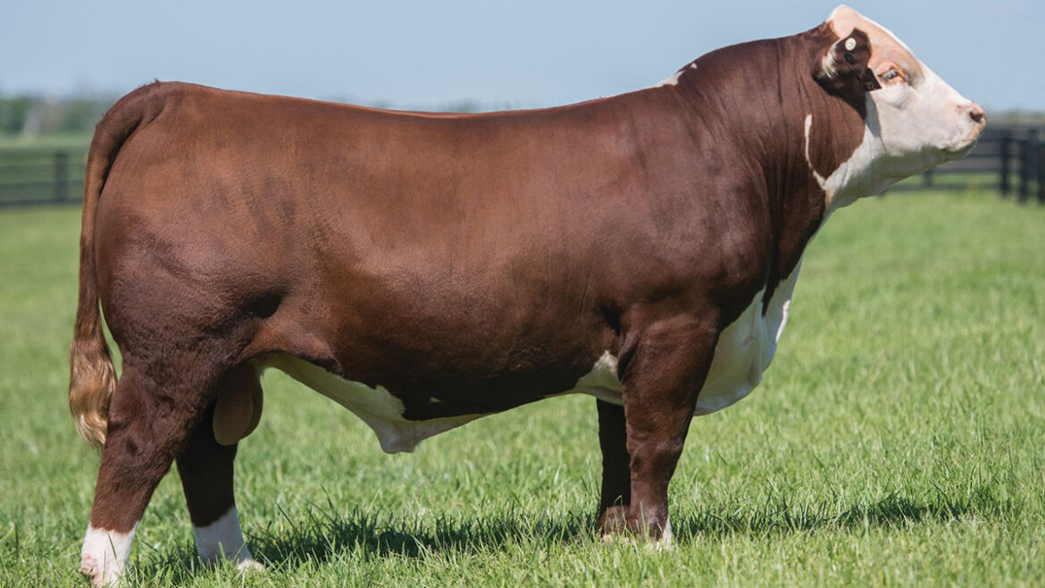 Select Sires Beef