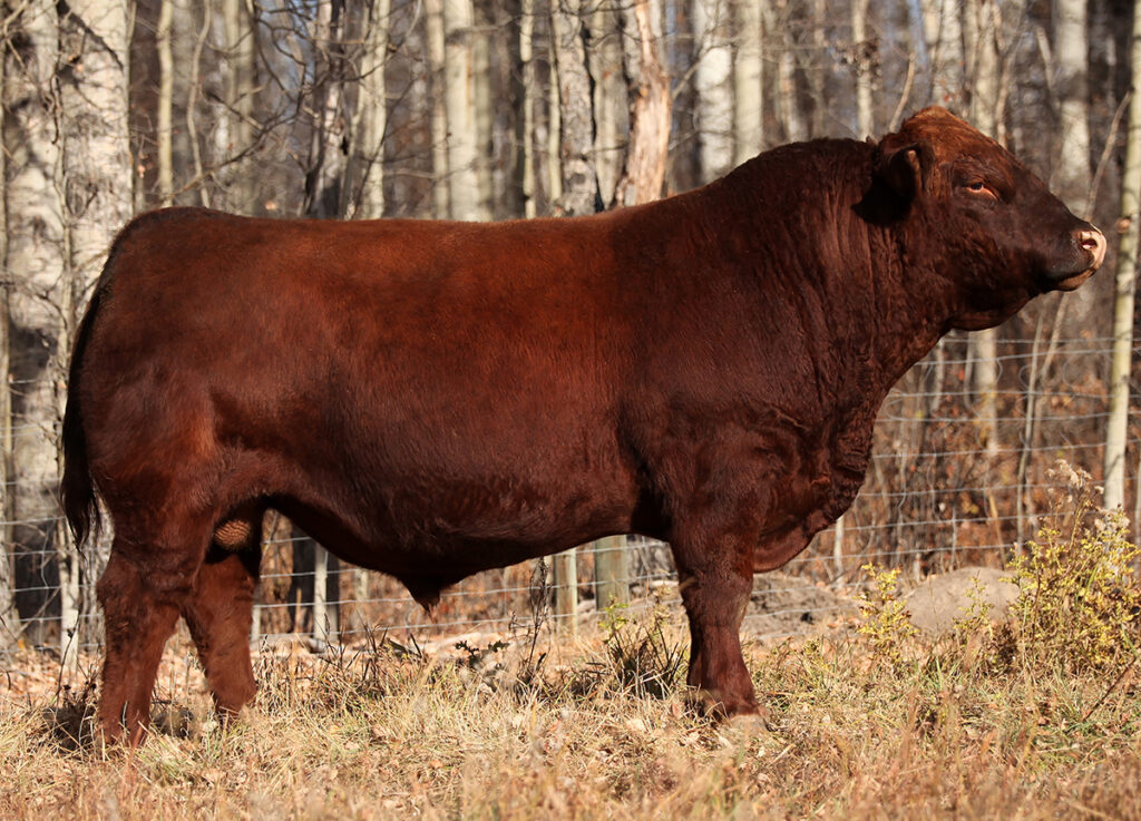 SAS Copperhead G354 - Select Sires Beef