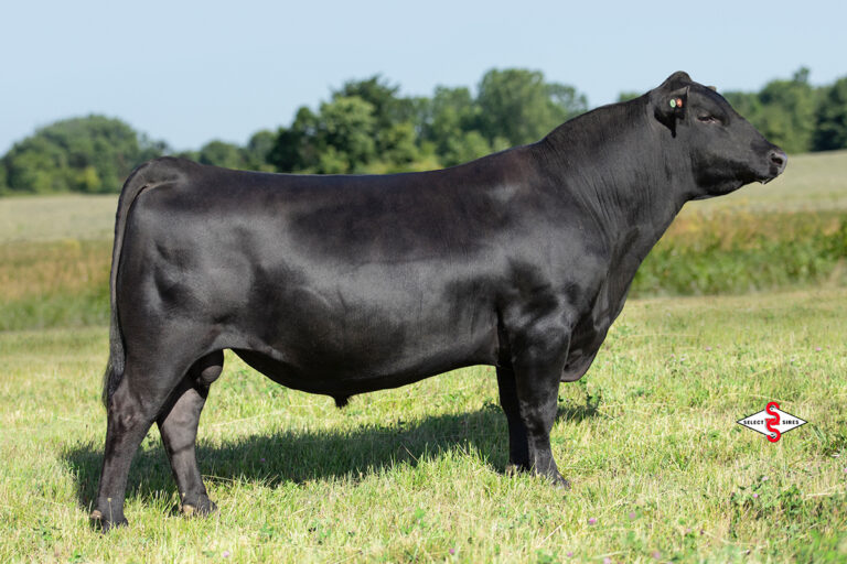 Angus - Select Sires Beef