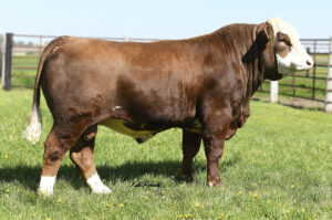 Simmental - Select Sires Beef