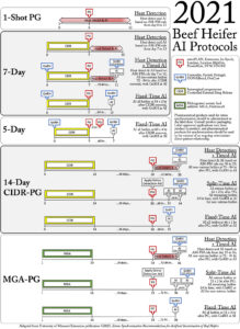 Beef Heifer Synch Protocols - Select Sires Beef