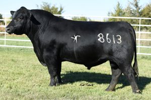 Angus - Select Sires Beef