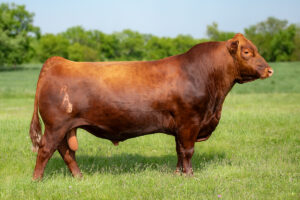 Red Angus - Select Sires Beef